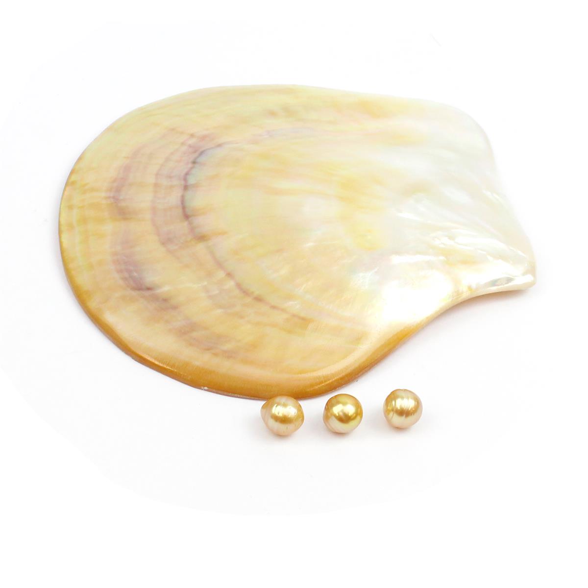 Golden Polished South Sea Pearl Oyster Shell & Golden South Sea ...